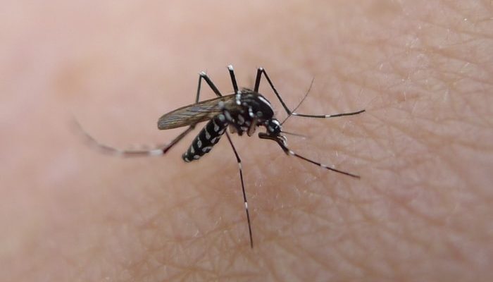 Six Bugs In Nicaragua That Are Part Of My Daily Life - www ...