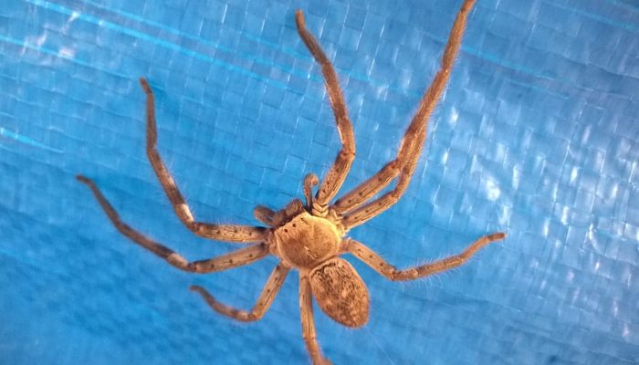 Six Bugs In Nicaragua That Are Part Of My Daily Life - www ...