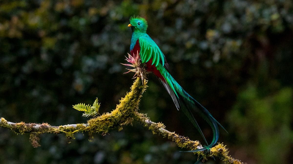 San Gerardo De Dota, Costa Rica | centralamerica.com