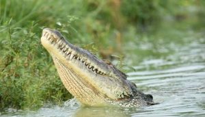 Saving Crocodiles In Belize With The CRC | www.centralamerica.com