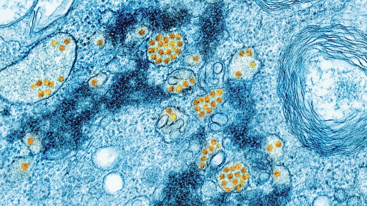 Yellow Fever in Central America | centralamerica.com