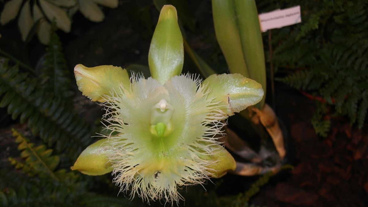 National Flowers of Central America | centralamerica.com